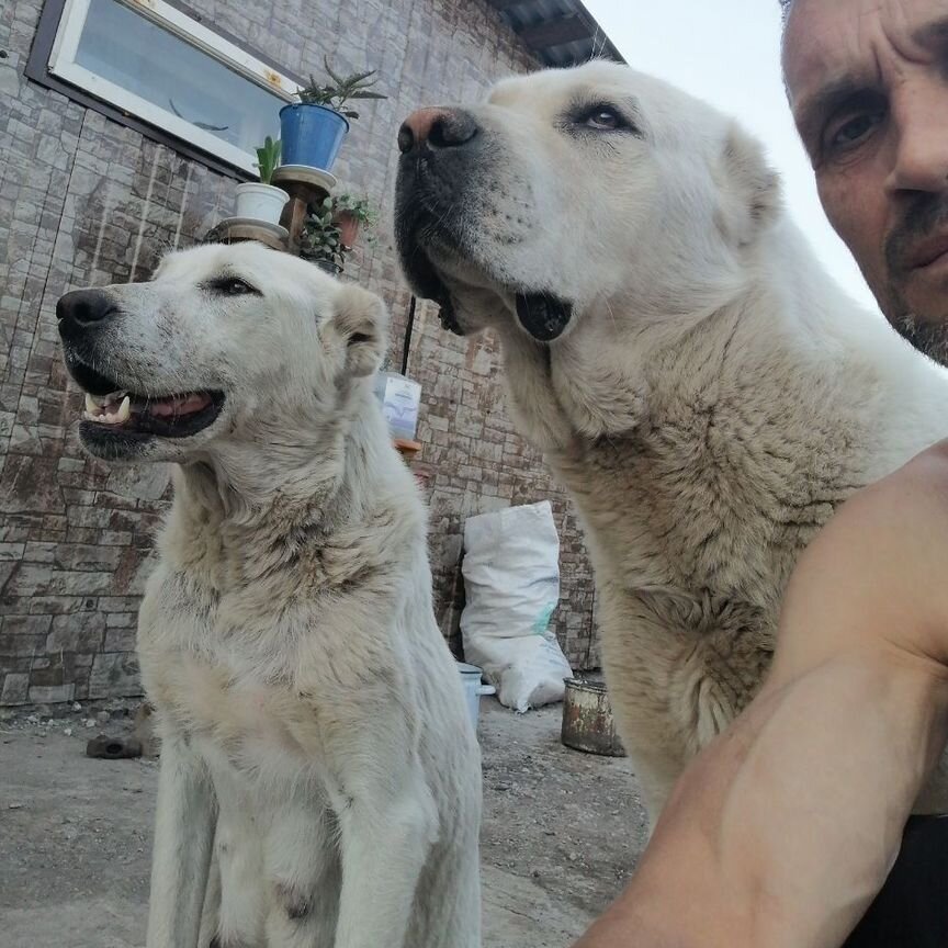 Среднеазиатская овчарка, щенок