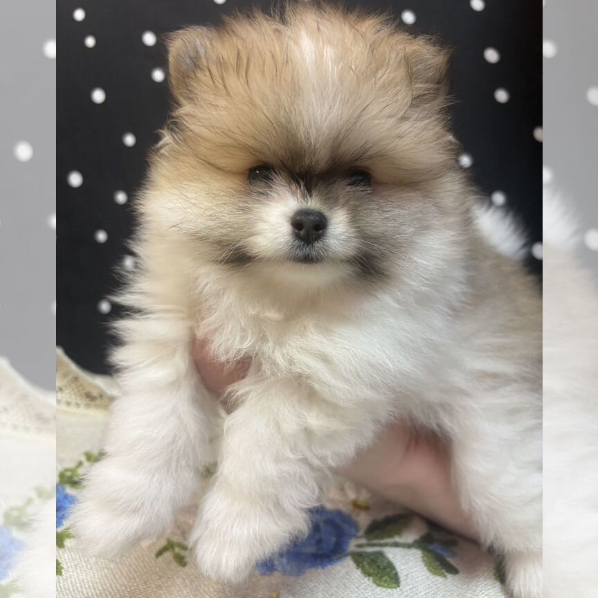 Померанский шпиц, щенок