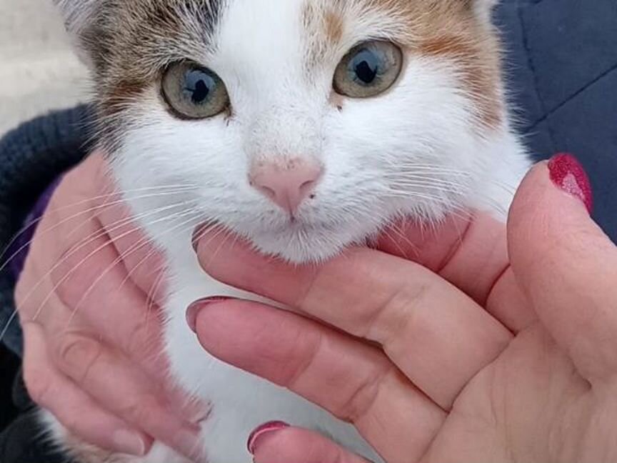 Уличному котёнку нужен дом и добрые хозяева
