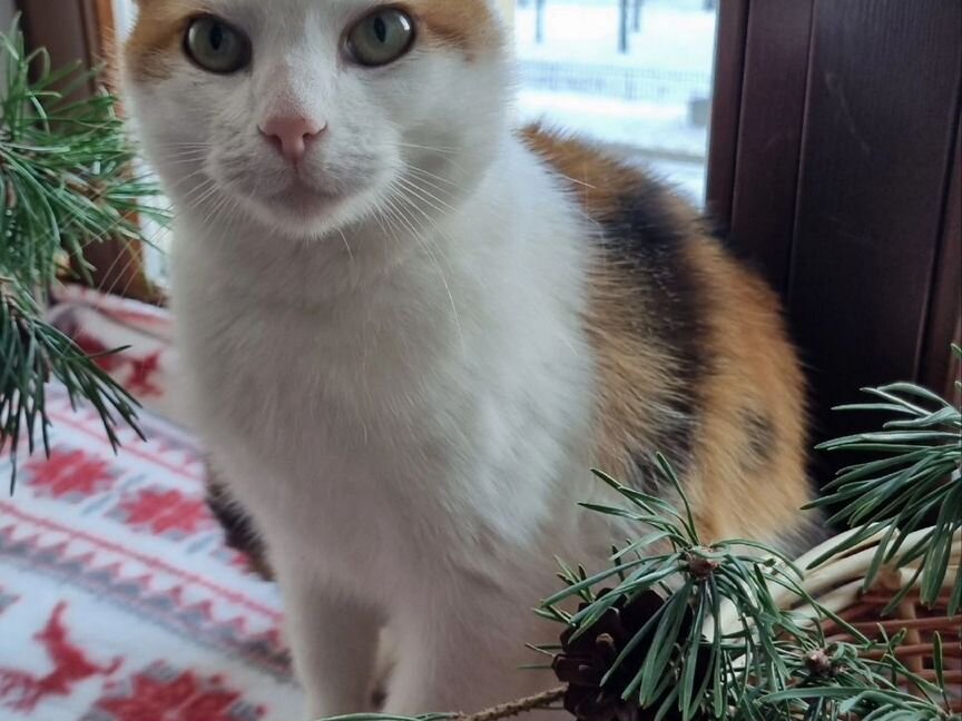 Кошка- мышеловка в загородный дом