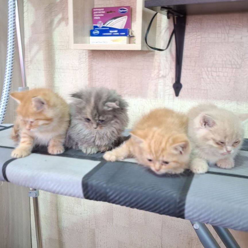 Котята в добрые руки бесплатно