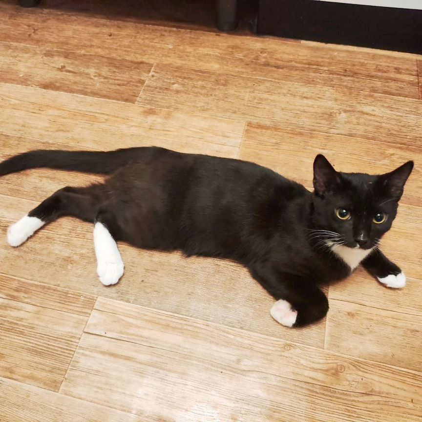 Потерялся чёрный кот