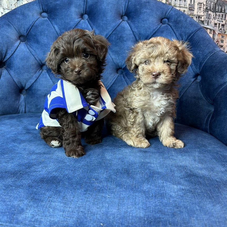 Мальтипу дизайнерское чудо