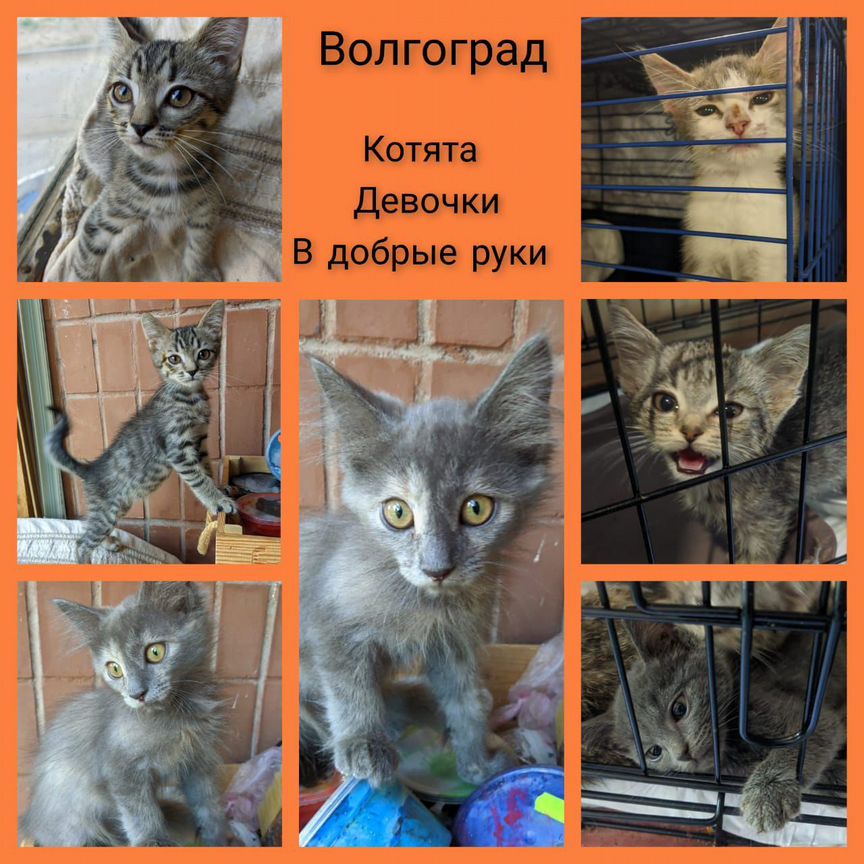 Котята в добрые руки