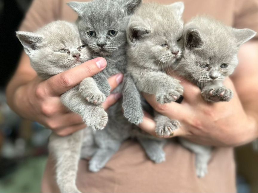 Британские котята прямоухие