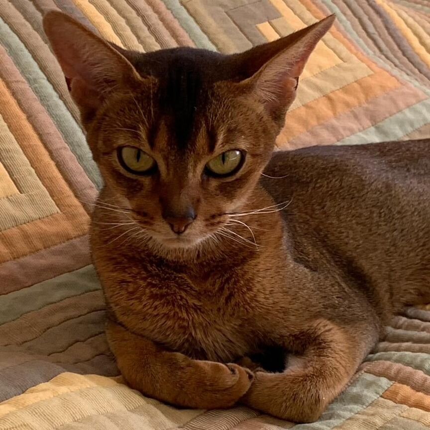 Ориентальная кошка