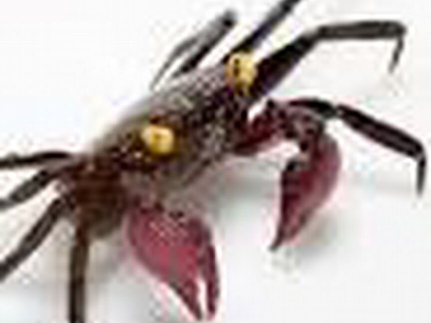 Краб вампир триколор