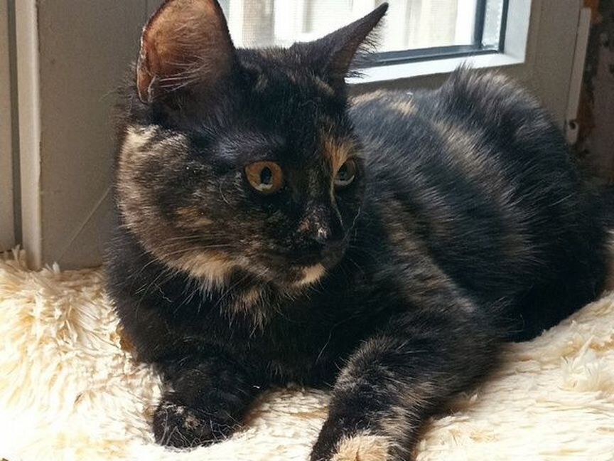 Котёнок-девочка 7 месяцев. Стерилизованная