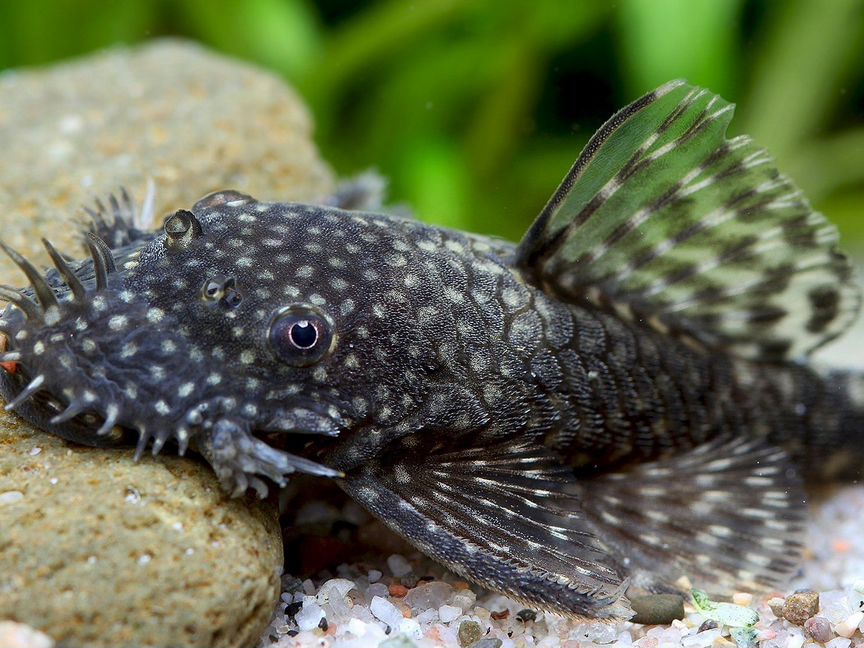 Аквариумные рыбки Анцитрус