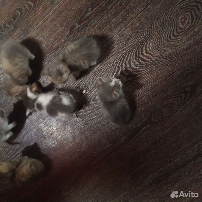Отдам бесплатно котят возвраст 1 месяц