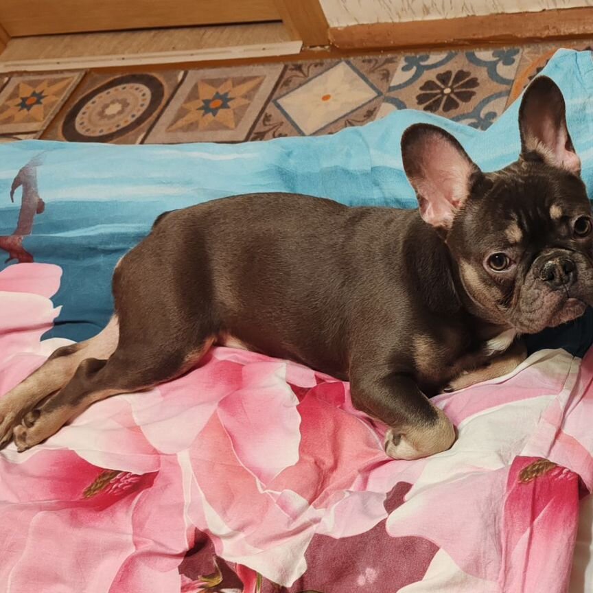 Французский бульдог, щенок