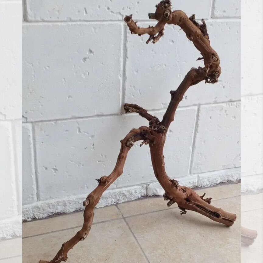 Коряги большой выбор