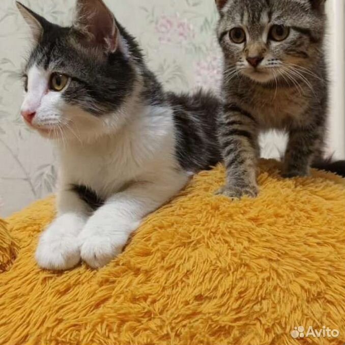 Котятки в беде