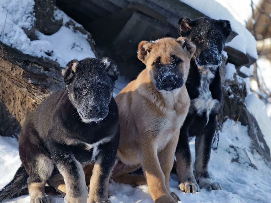 Собаки