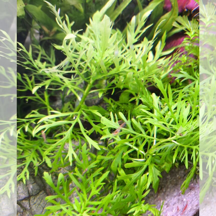 Аквариумные растения