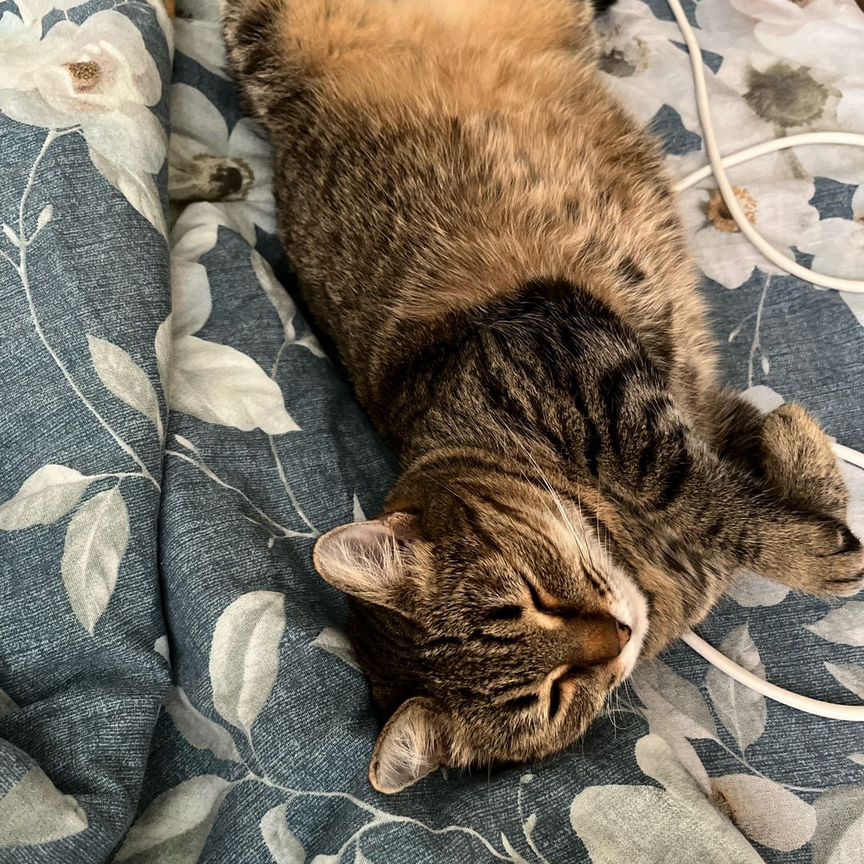 Домашние животные кошки