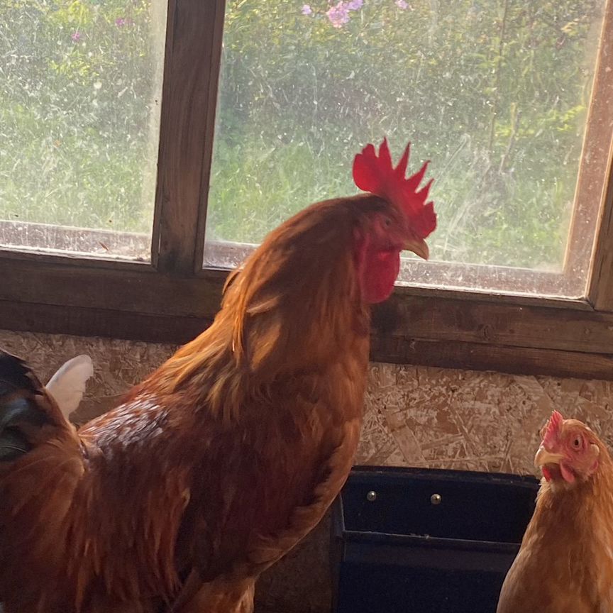 Куры петухи