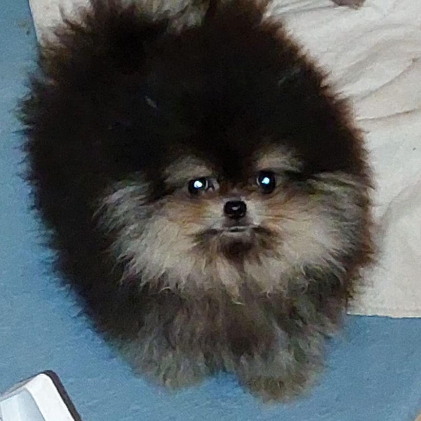 Померанский шпиц, щенок