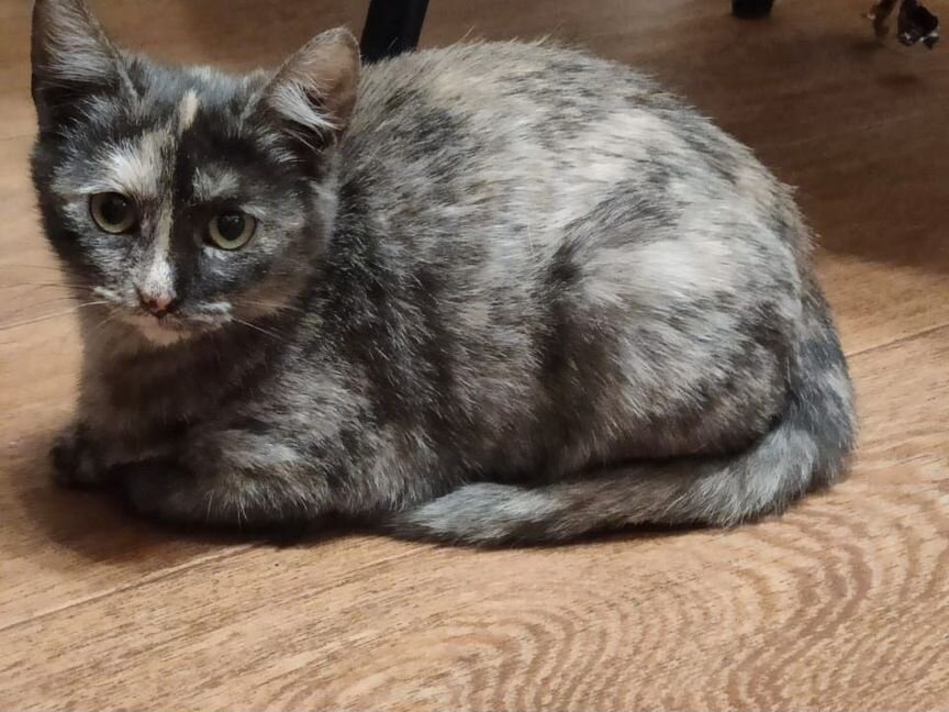Кошка