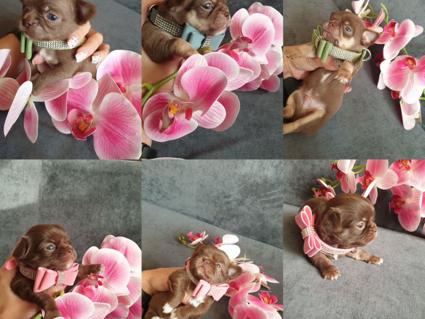 Щенки чихуахуа(мальчики г.ш.,девочки д.ш)