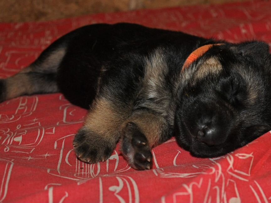 Надежные друзья. Щенки немецкой овчарки