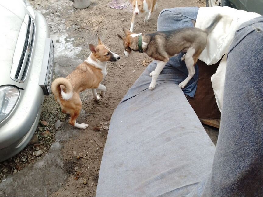 Щенки лайки в добрые руки