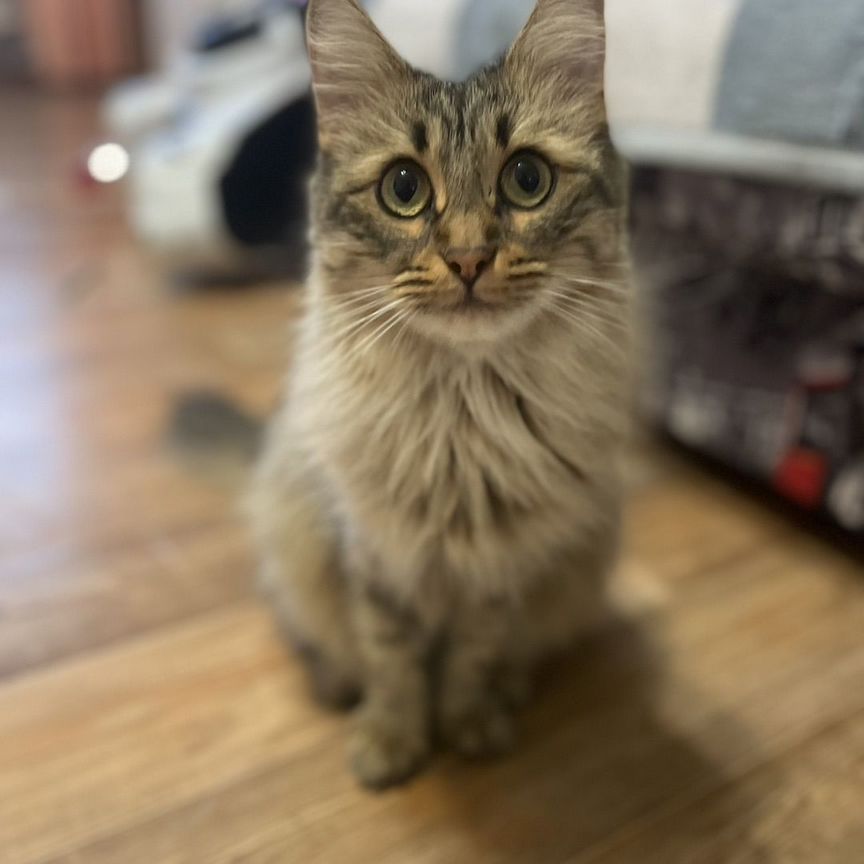 Котенок Бобтейл