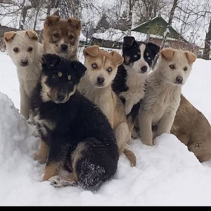 Щенок в добрые руки
