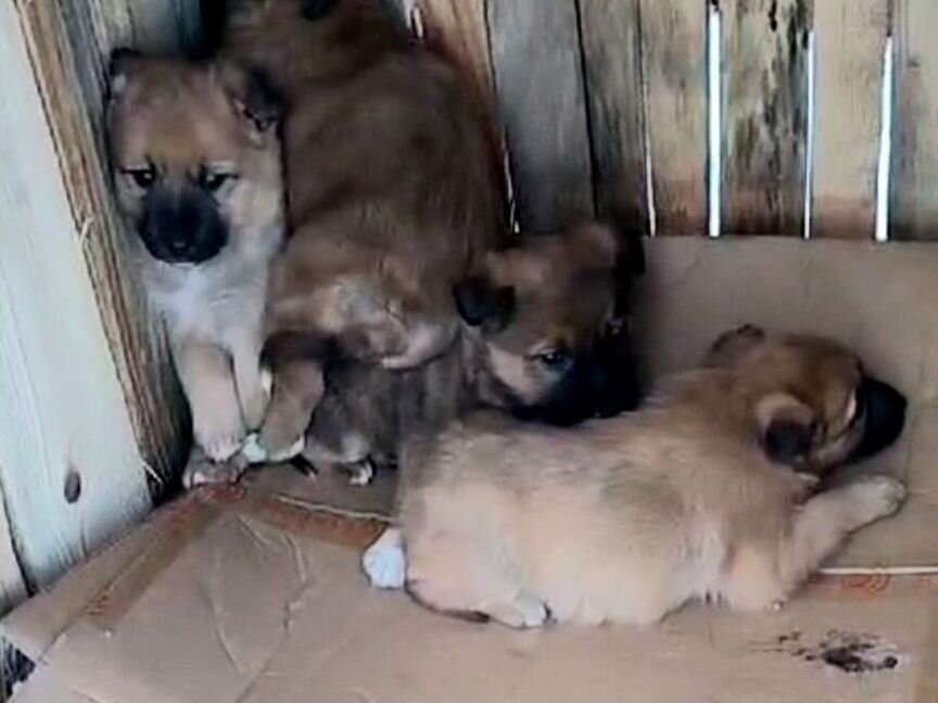 Щенки на улице в добрые руки