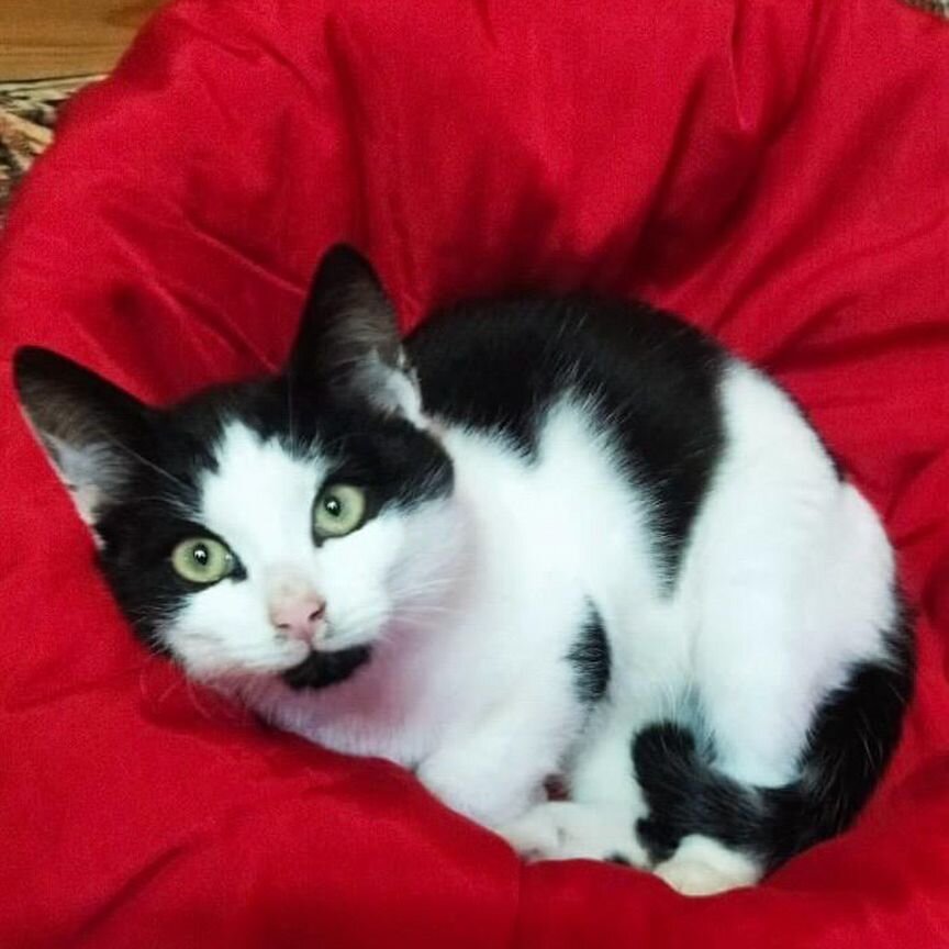 Кошки в добрые руки бесплатно