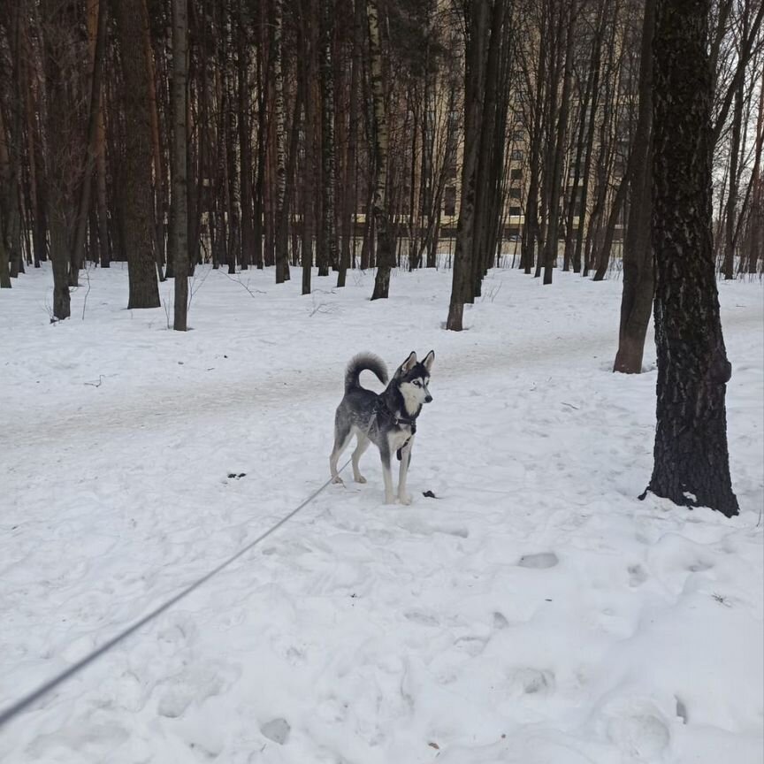 Хаски в добрые руки