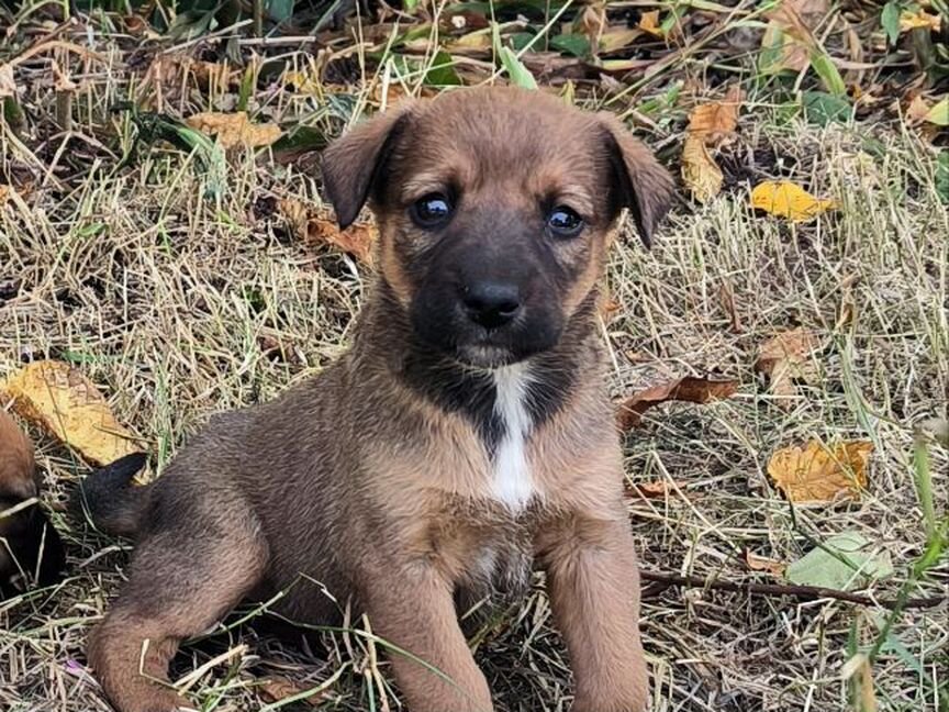 Собака щенок "мальчик"