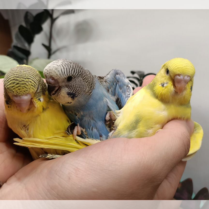 Волнистый попугай ручной