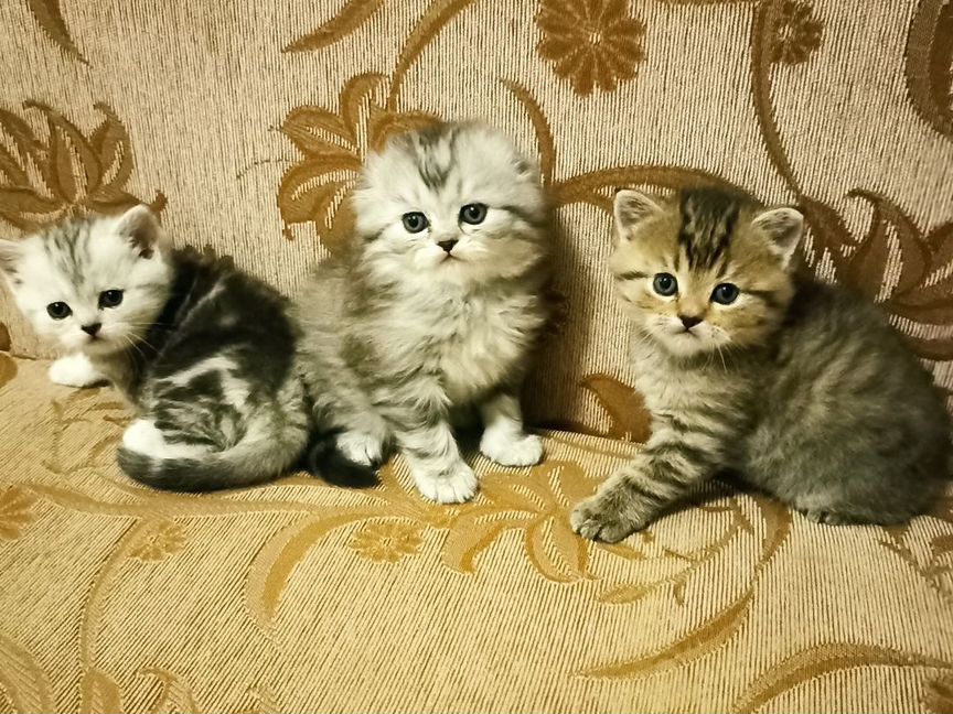 Шотландские котята