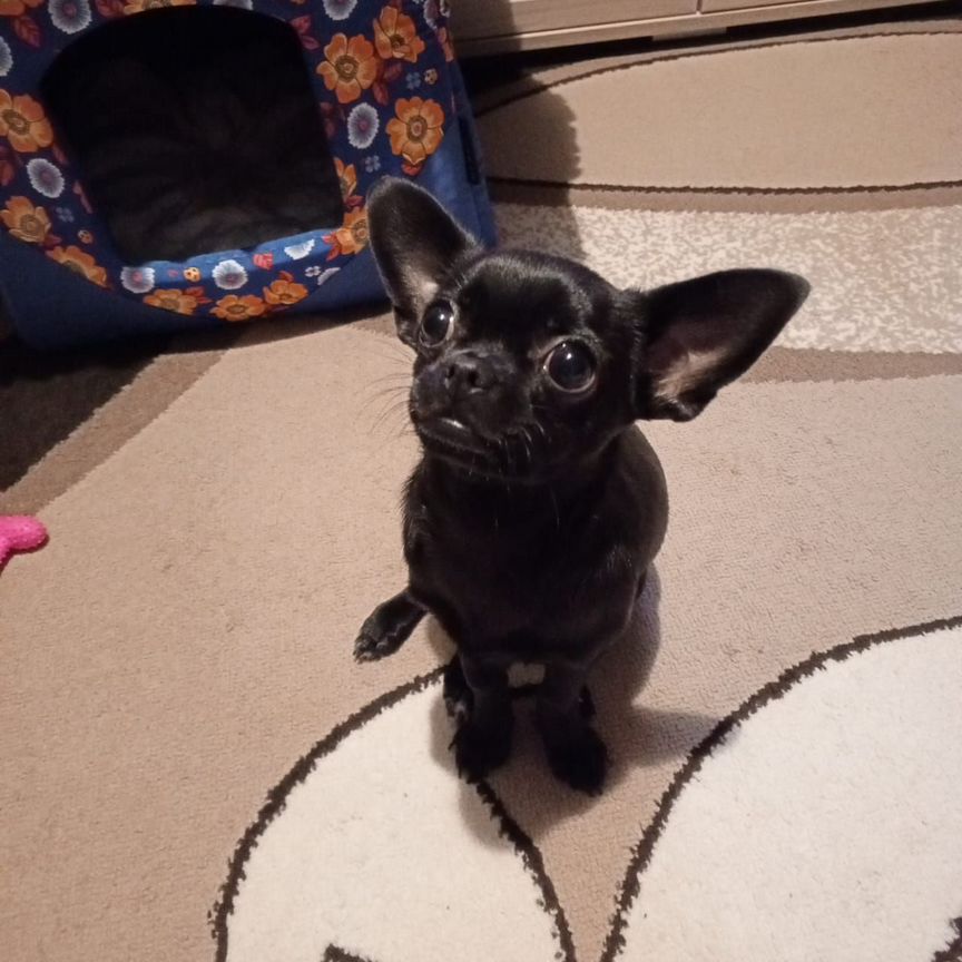 Щенки чихуахуа