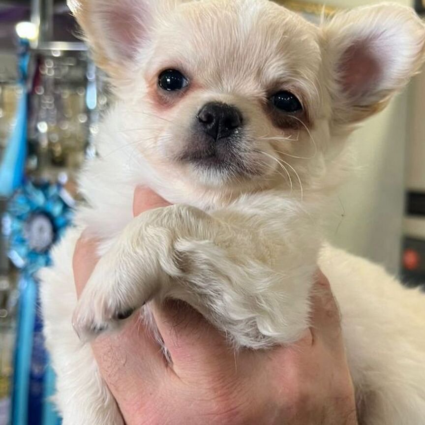 Щенки чихуахуа длинношерстные