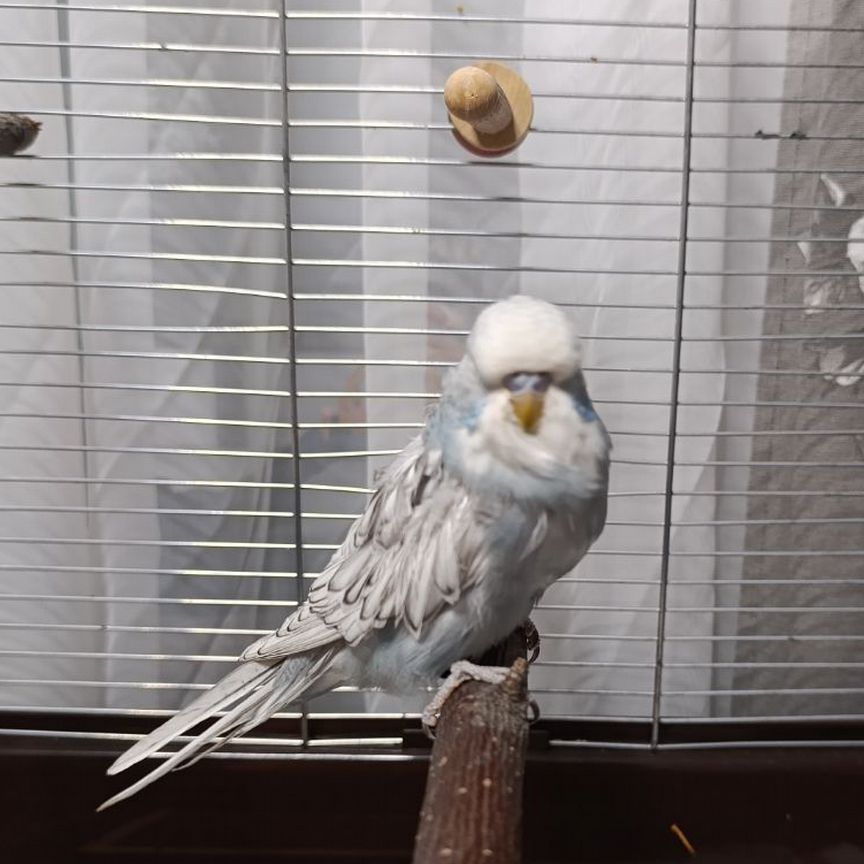 Выставочный волнистый попугай чех