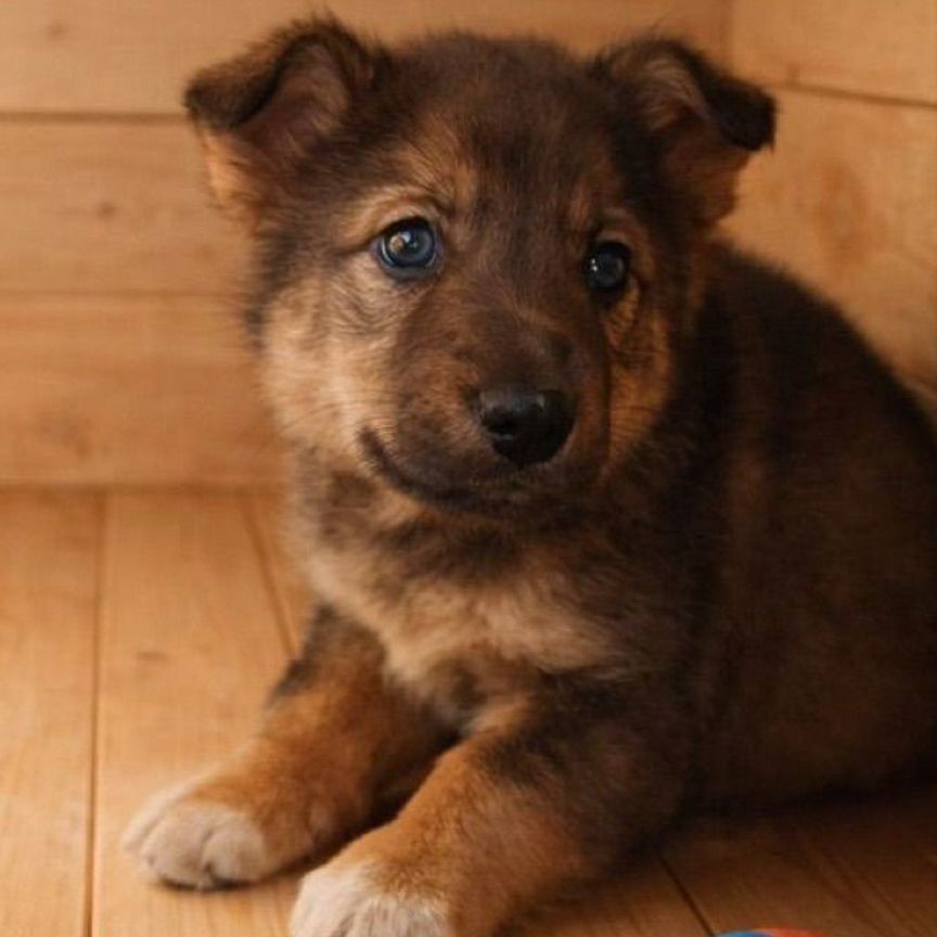 Щенок в добрые руки