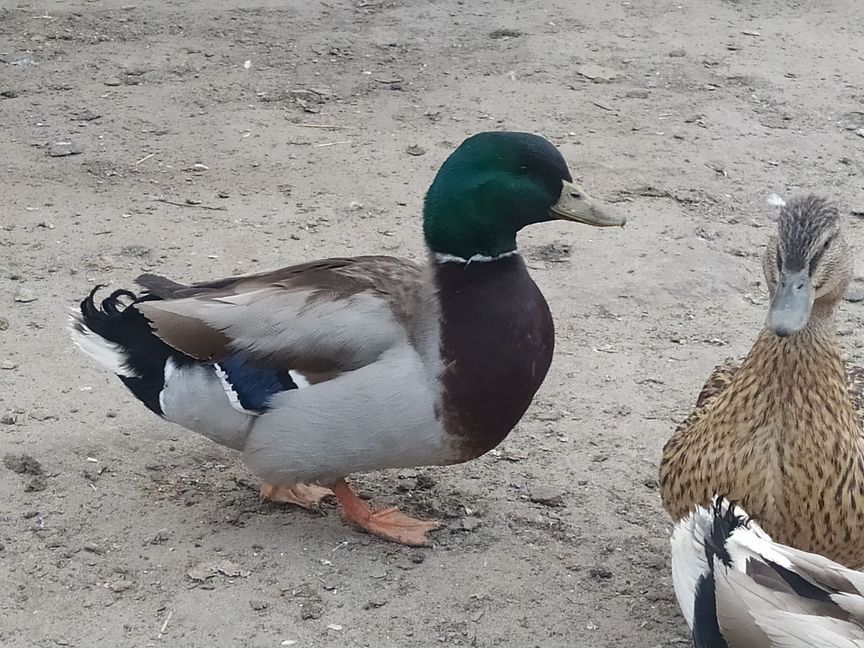 Селезень дикой утки