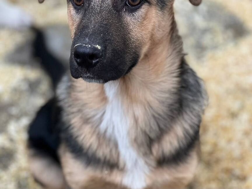 Буся из приюта, 3,5 месяца в добрые руки