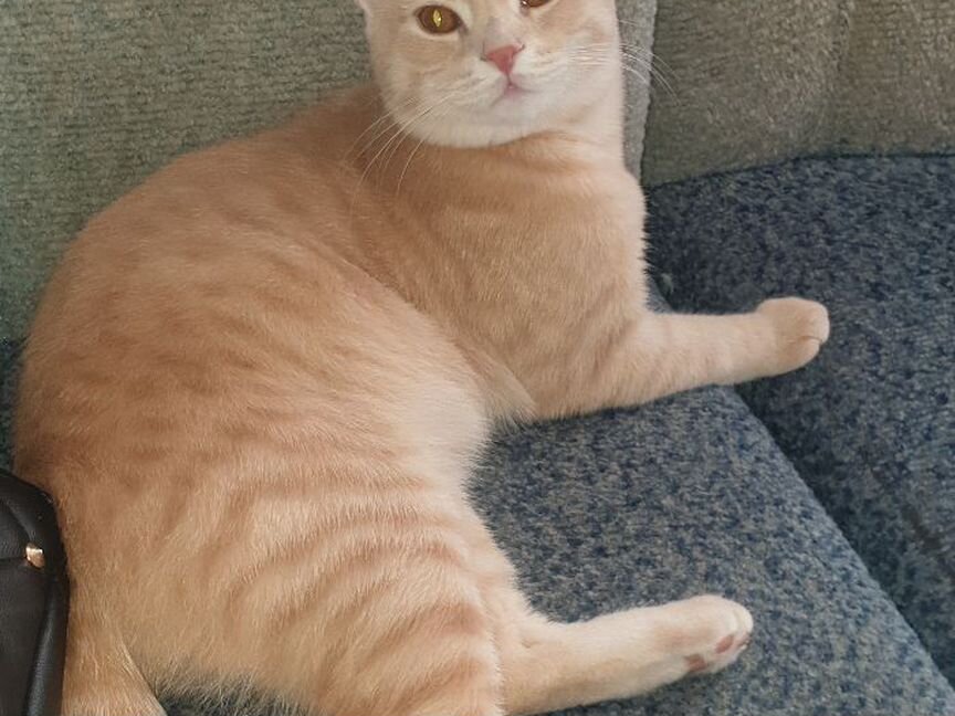 Потерялся Кот