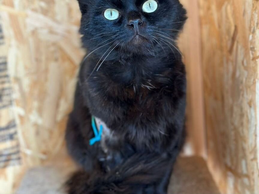 Молодой котик из приюта ждёт своего хозяина