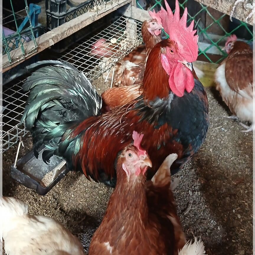 Петух, красивый, большой,крупный