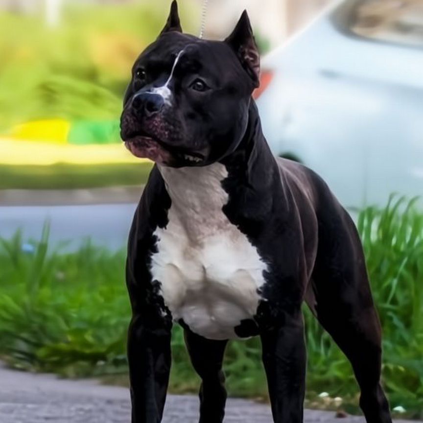 Американский стаффордширский терьер, взрослая собака