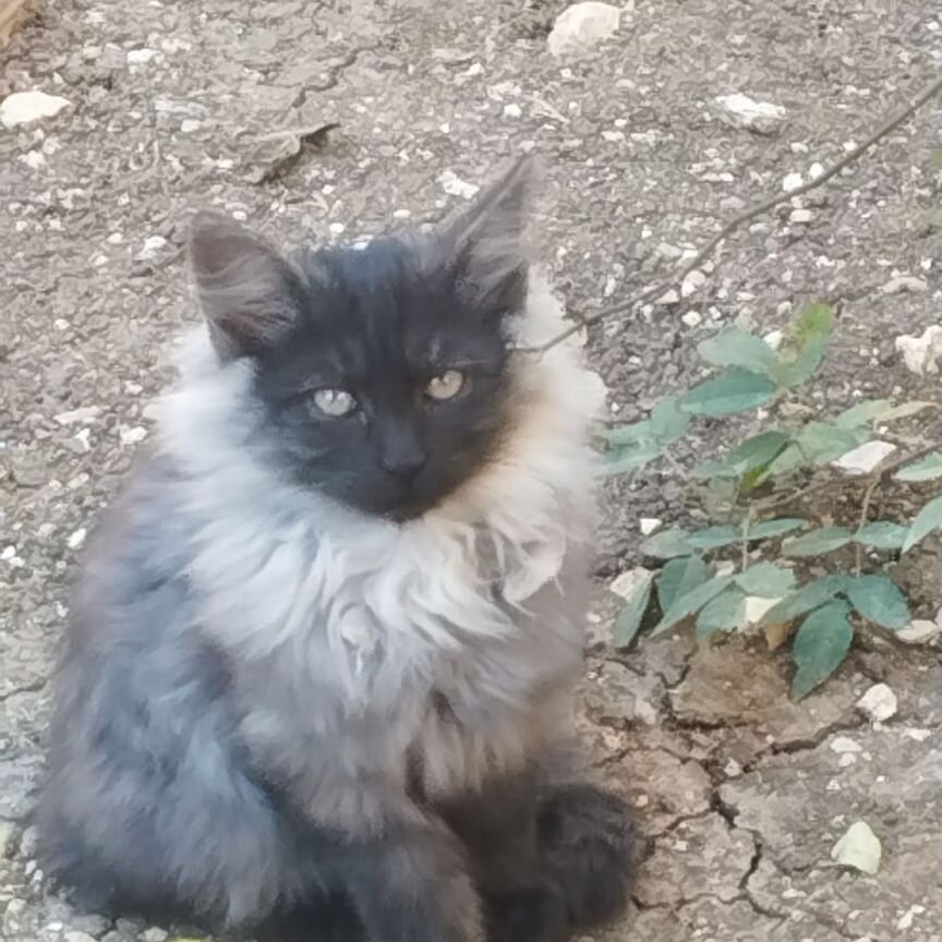 Котята