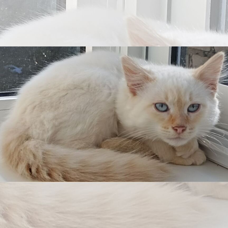 Отдам котенка в добрые руки
