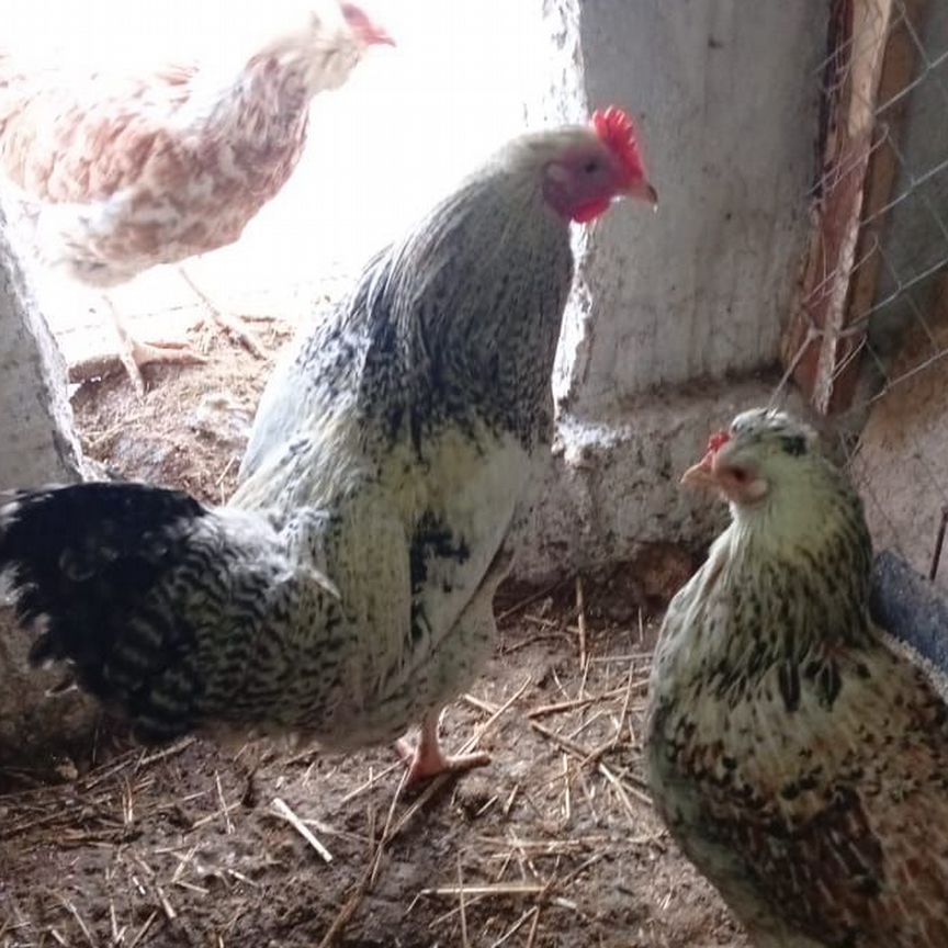 Петухи молодые