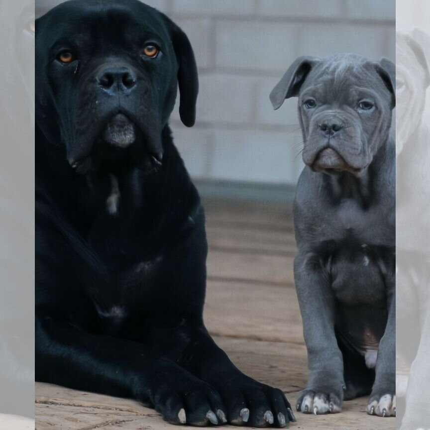 Кане-корсо, щенок