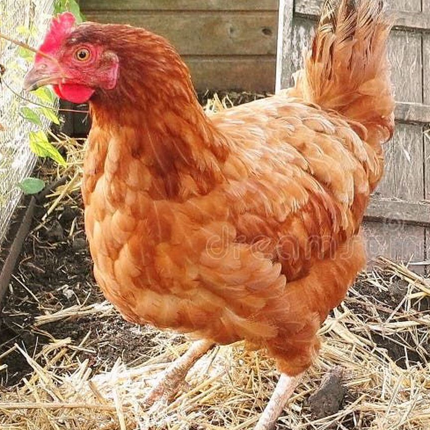 Куры на дом