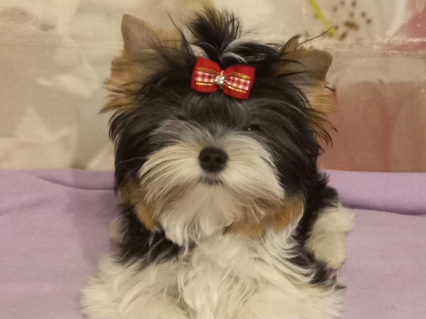 Бивер девочка